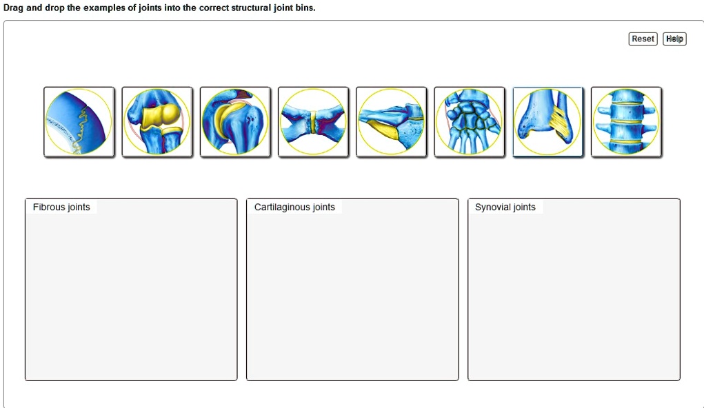 SOLVED: Drag and drop the examples of joints into the correct ... SOLVED: Drag and drop the examples of joints into the correct ...