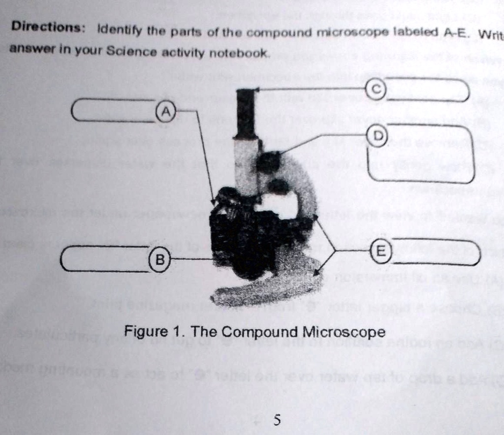 Directions: Identify the parts of the compound microscope labeled A-E ...