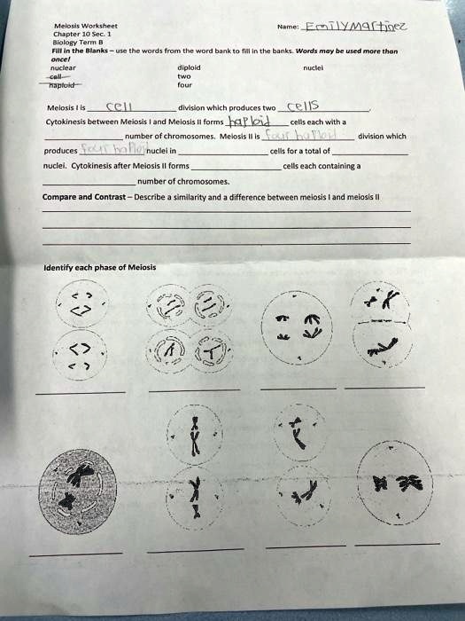 Meiosis Worksheet Answer Key