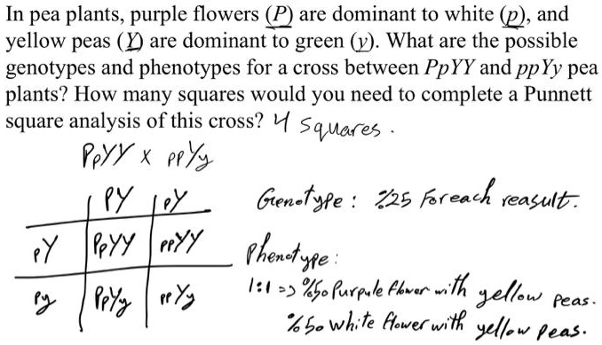 In pea plants, purple flowers are dominant to white (P), and yellow ...