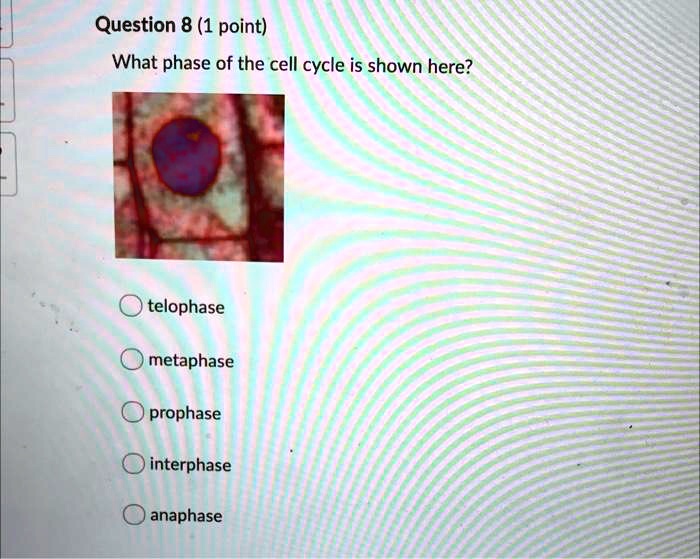 SOLVED: Question 8 (1 point) What phase of the cell cycle is shown here? telophase metaphase ...
