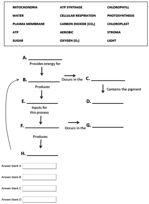 MITOCHONDRIA WATER PLASMA MEMBRANE ATP SUGAR A. ATP SYNTHASE CELLULAR ...