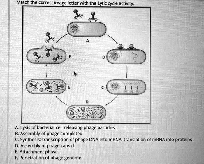 Match the correct image letter with the Lytic cycle activity. A. Lysis ...