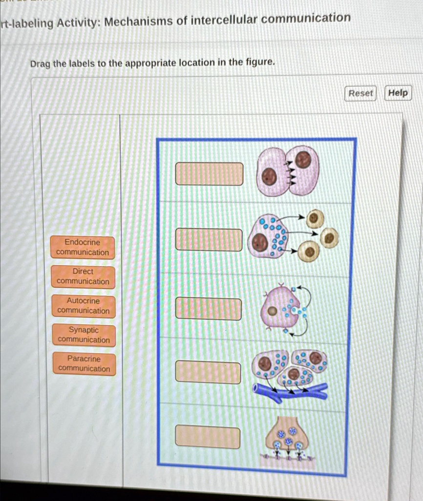 rt labeling activity mechanisms of intercellular communication drag the ...