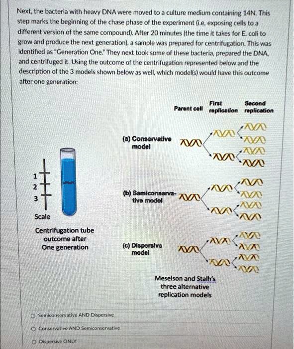 SOLVED: Next, the bacteria with heavy DNA were moved to a culture ...