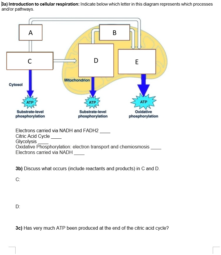 ba introduction to cellular respiration indicate below which letter in ...