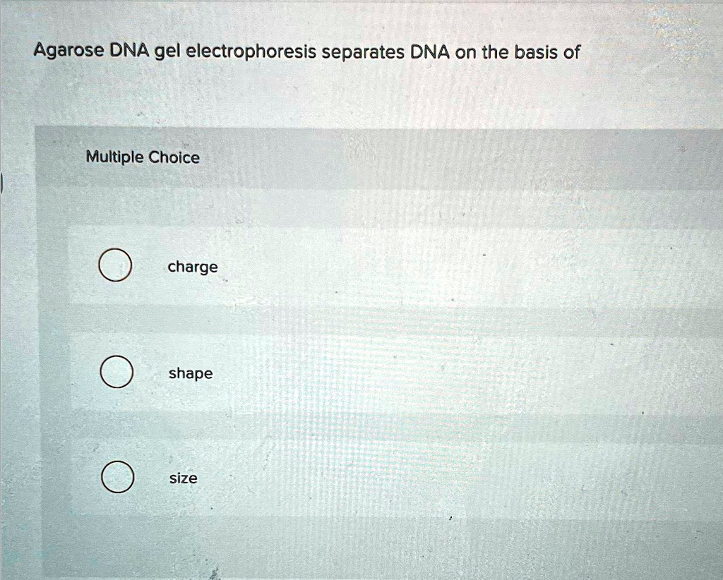 SOLVED: Agarose DNA gel electrophoresis separates DNA on the basis of ...