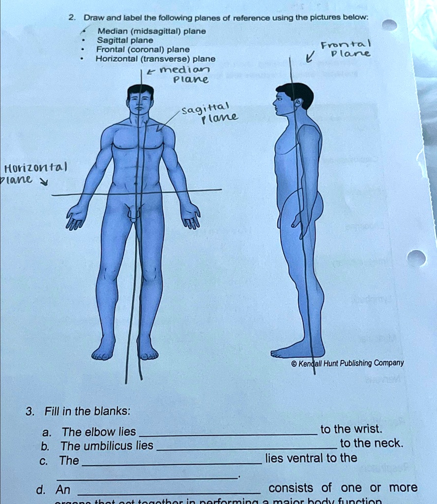 Draw and label the following planes of reference using the pictures ...