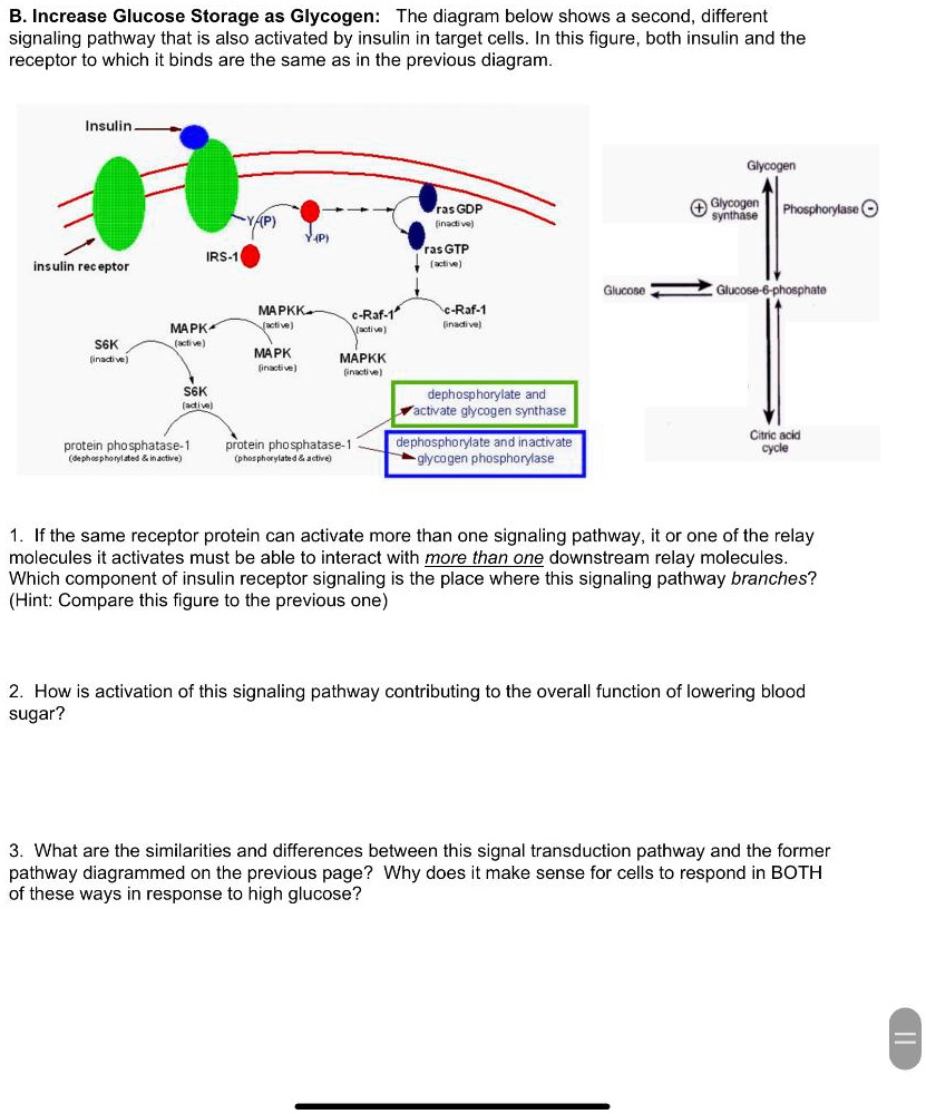 bincrease glucose storage as glycogenthe diagram below shows a ...