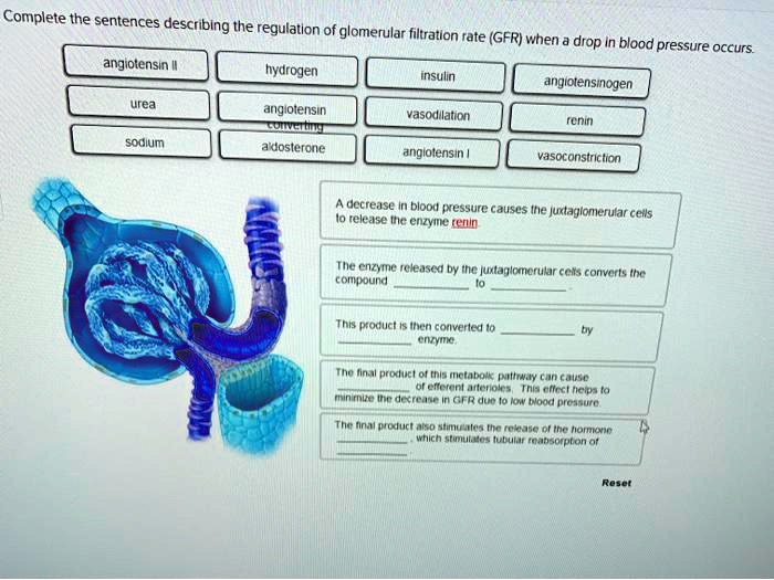 Complete the sentences describing the regulation of glomerular ...