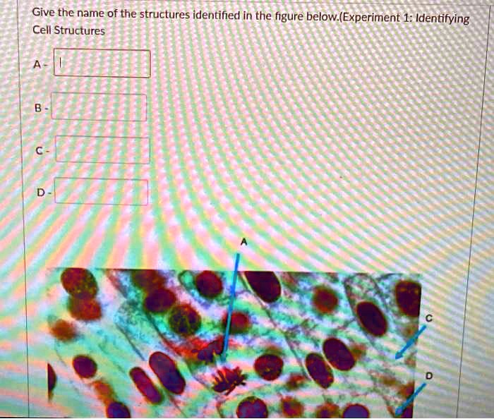 Give the name of the structures identified in the figure below. (Experiment 1: Identifying Cell ...