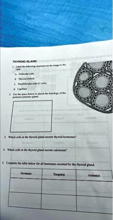 THYROID GLAND 1. Label the following structures on the image to the ...