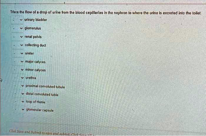 Trace the flow of a drop of urine from the blood capillaries in the ...