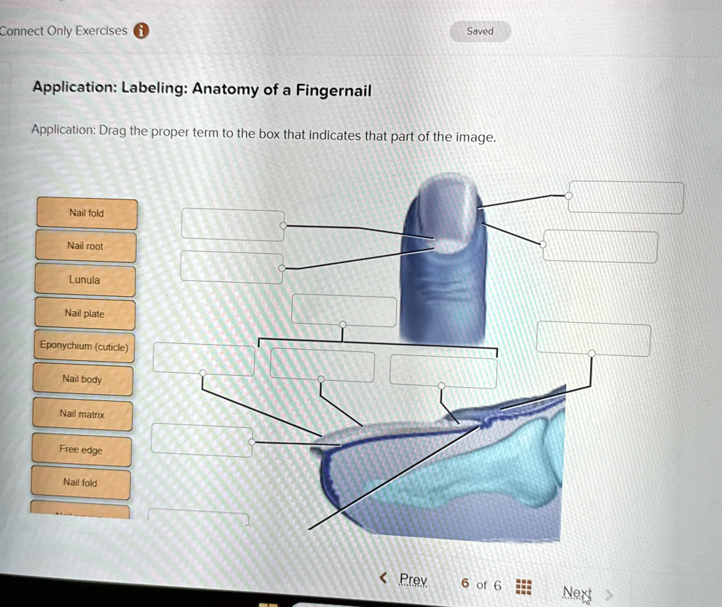 Connect Only Exercises Application: Labeling: Anatomy of a Fingernail ...
