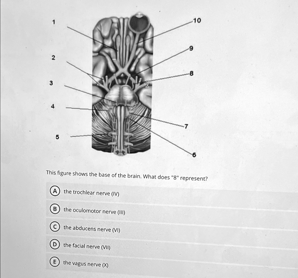1 10 9 2 8 3 4 5 7 6 This figure shows the base of the brain. What does ...