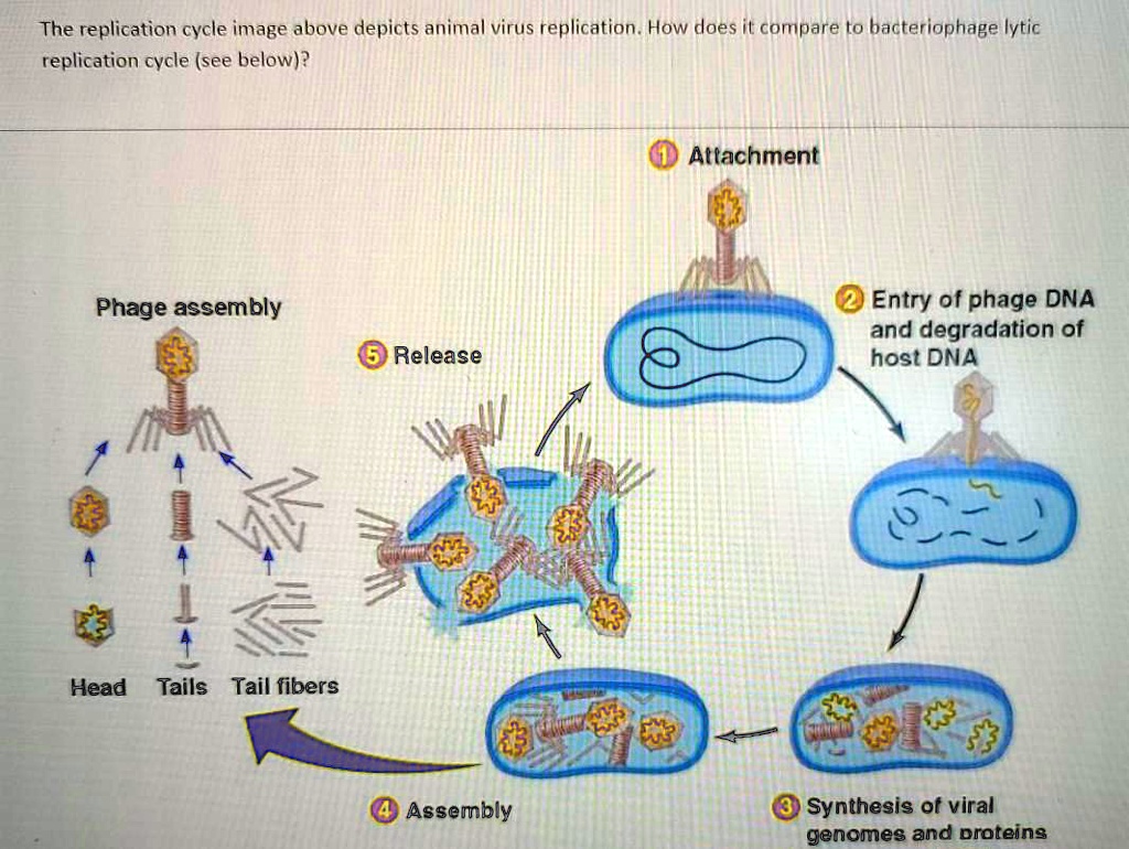 The replication cycle image above depicts animal virus replication. How ...