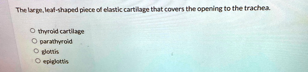 The large, leaf-shaped piece of elastic cartilage that covers the ...