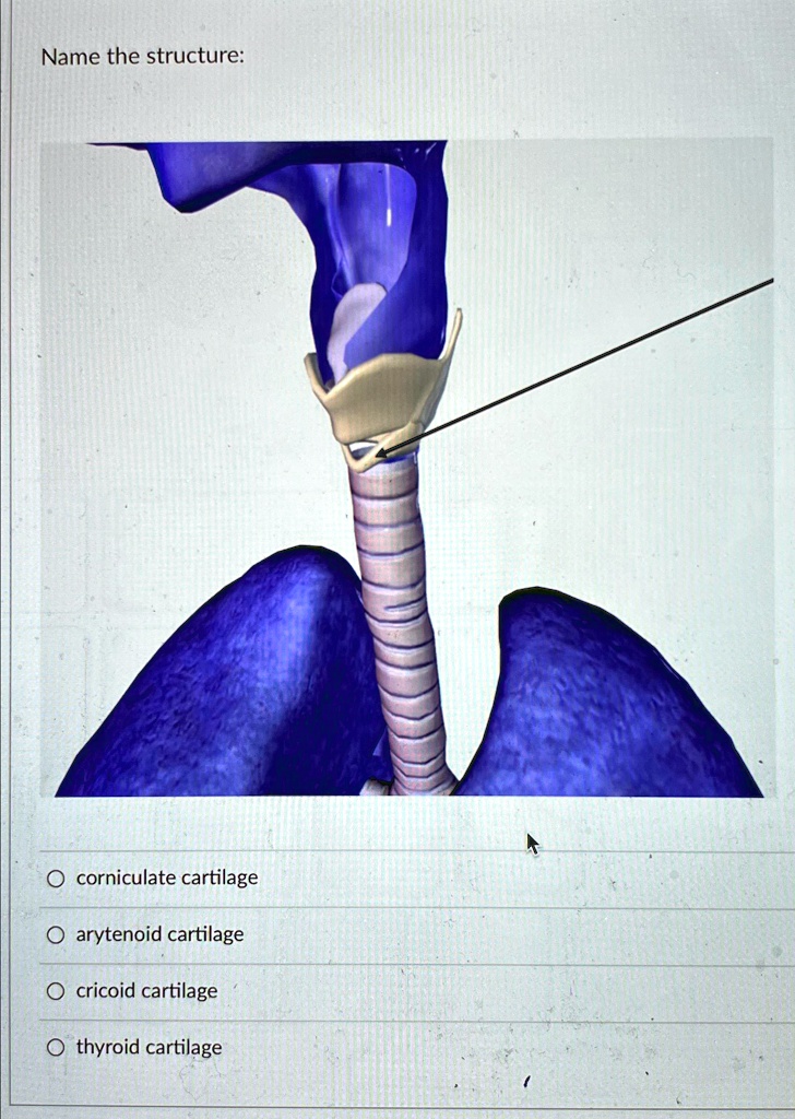 Larynx Cartilage Type