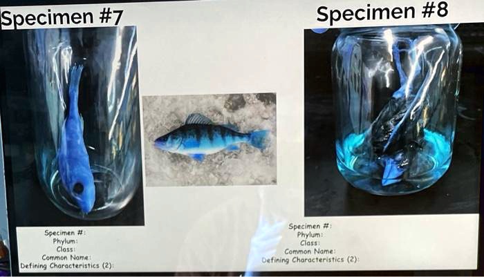 Specimen #7 Specimen #8 Specimen #: Phylum: Class: Common Name ...