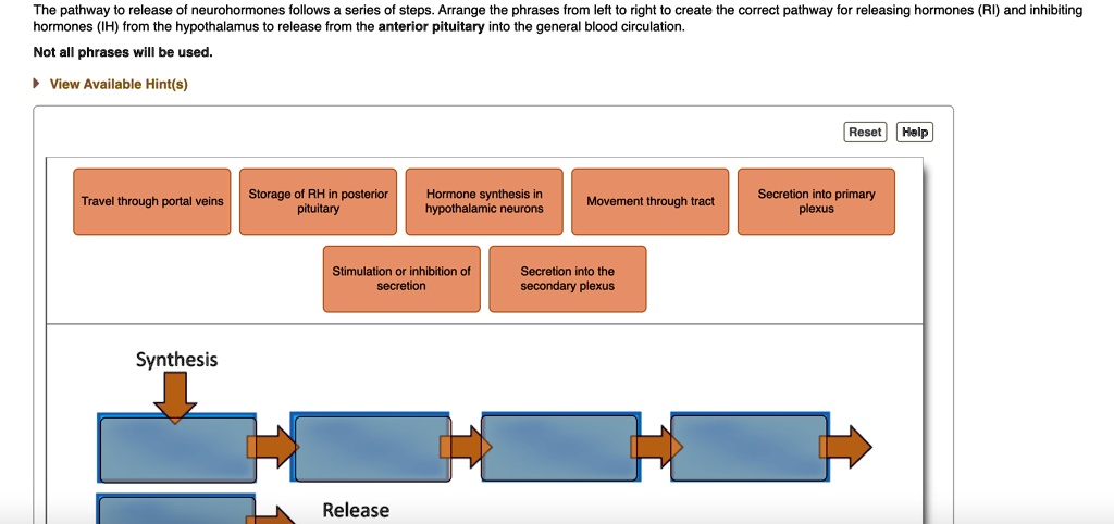 The pathway to the release of neurohormones follows a series of steps ...