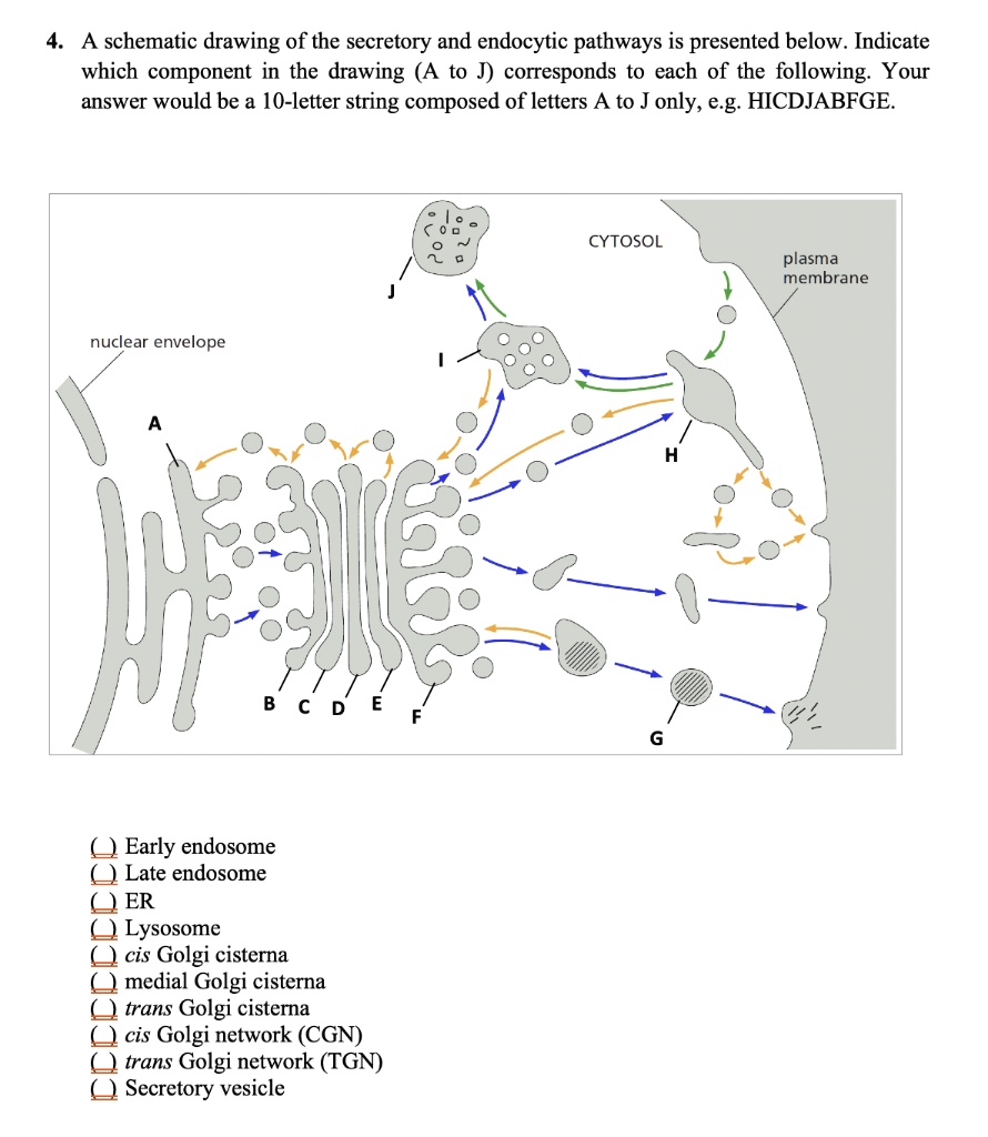 [GET ANSWER] a schematic drawing of the secretory and endocytic ...
