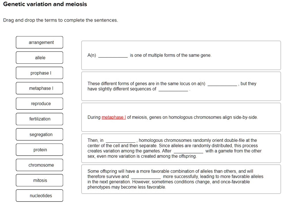 genetic variation and meiosis drag and drop the terms to complete the ...