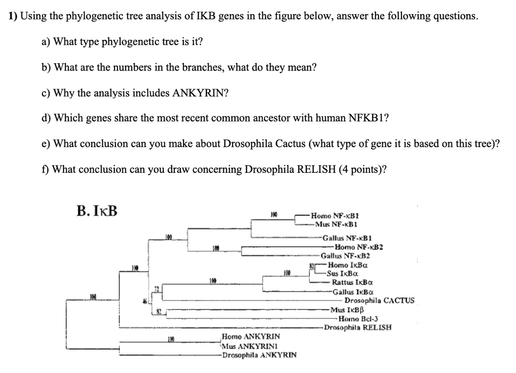 1 using the phylogenetic tree analysis of ikb genes in the figure below ...