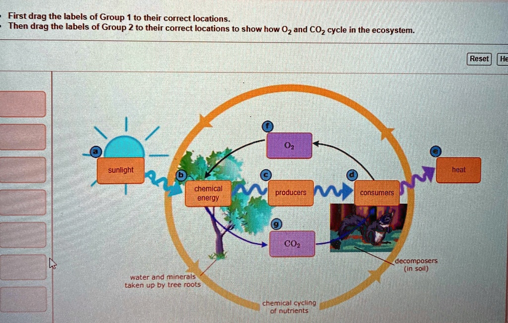- First drag the labels of Group 1 to their correct locations. -Then ...