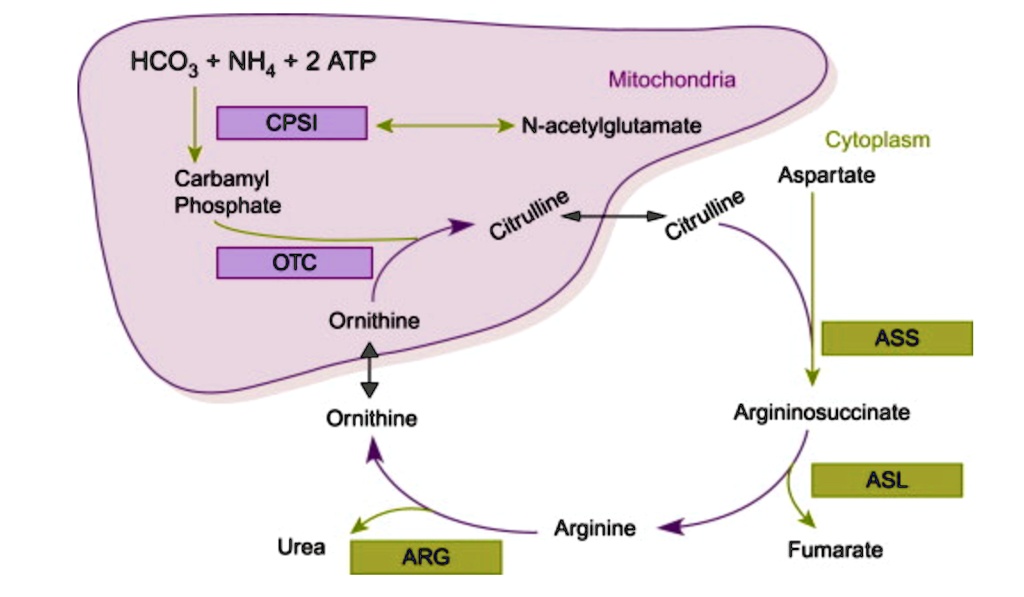 1 what is the metabolic pathway of urea cycle disorder follow the ...
