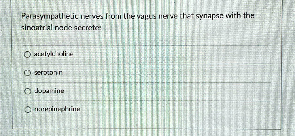 Parasympathetic nerves from the vagus nerve that synapse with the ...