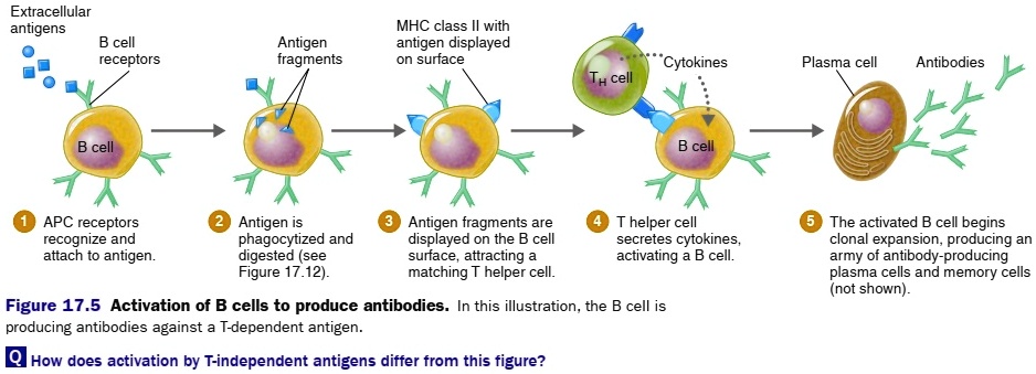 SOLVED: Extracellular antigens: B cell receptors MHC class with antigen ...