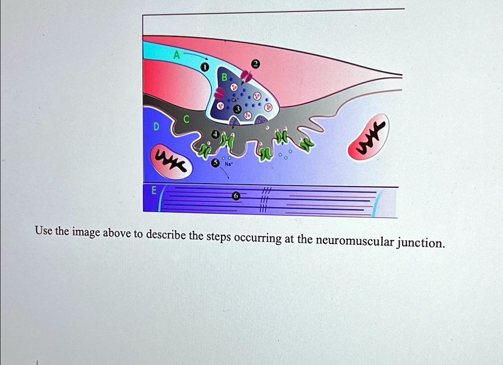 Use the image above to describe the steps occurring at the ...