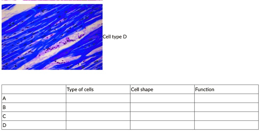 SOLVED: Cell type D Type of cells Cell shape Function