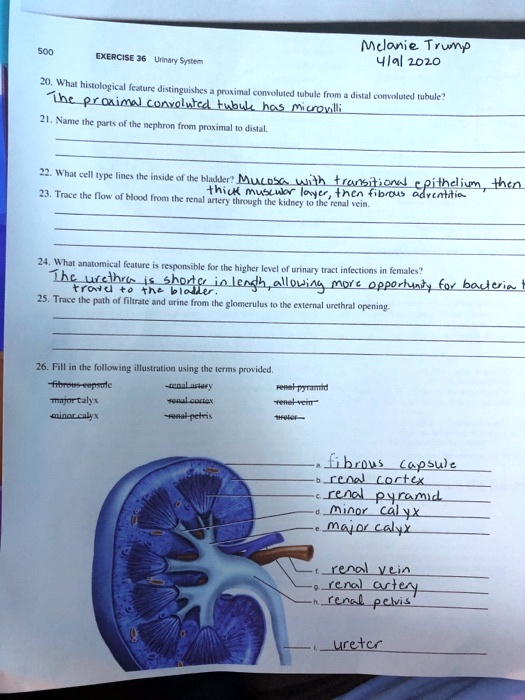500 EXERCISE 36 Urinary System Melanie Trump 4/9/2020 20. What ...
