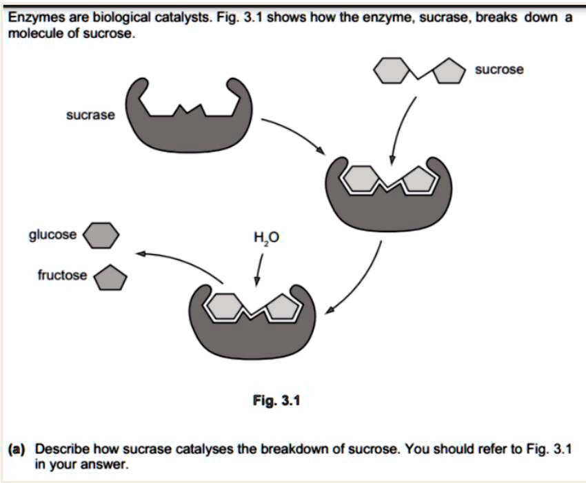 SOLVED: 'Describe how sucrase catalyses the breakdown of sucrose. You ...