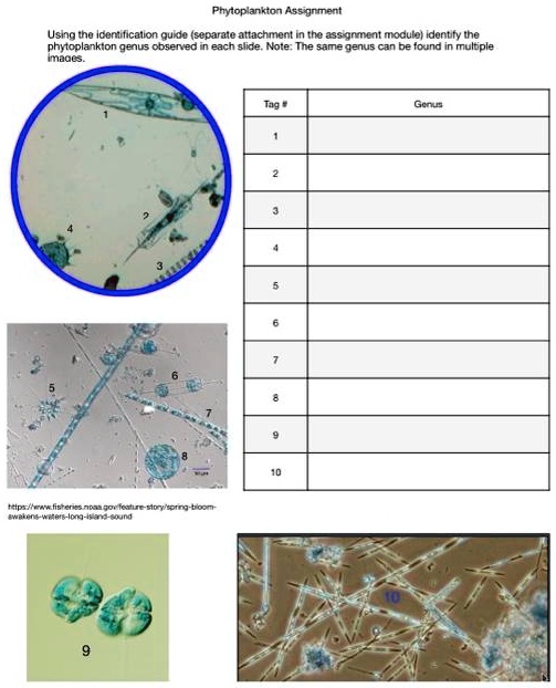 Phytoplankton Assignment Using the identification guide (separate ...