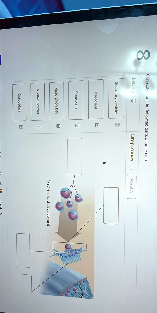 correctly label the following parts of bone cells labels osteoblast ...