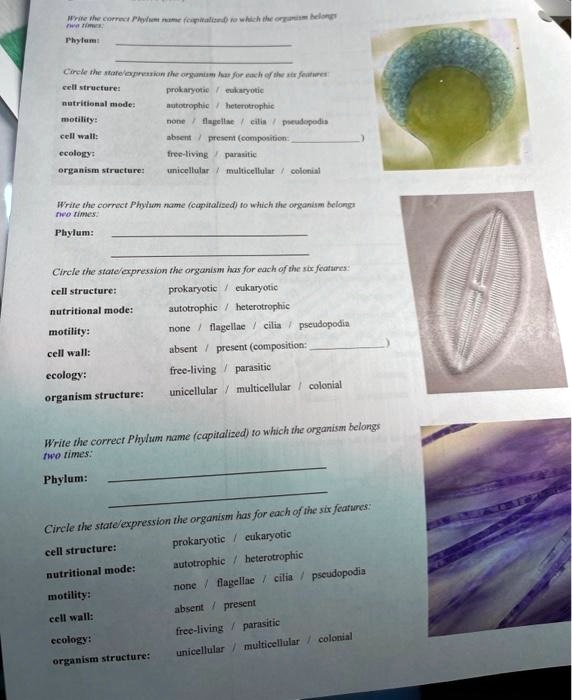 Write the correct Phylum name (capitalized) to which the organism ...