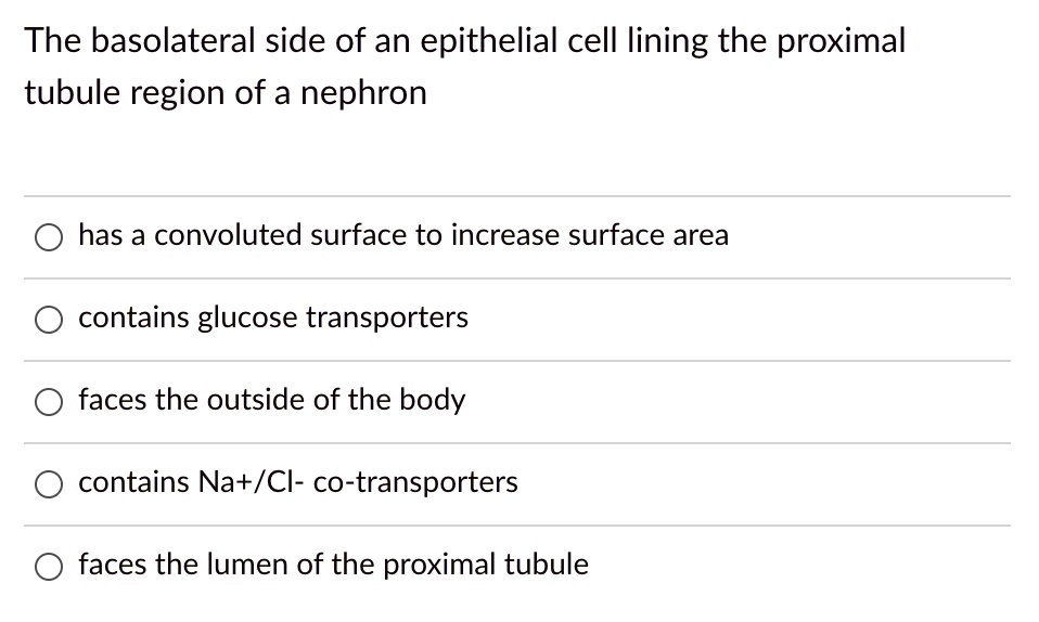 SOLVED: The basolateral side of an epithelial cell lining the proximal ...