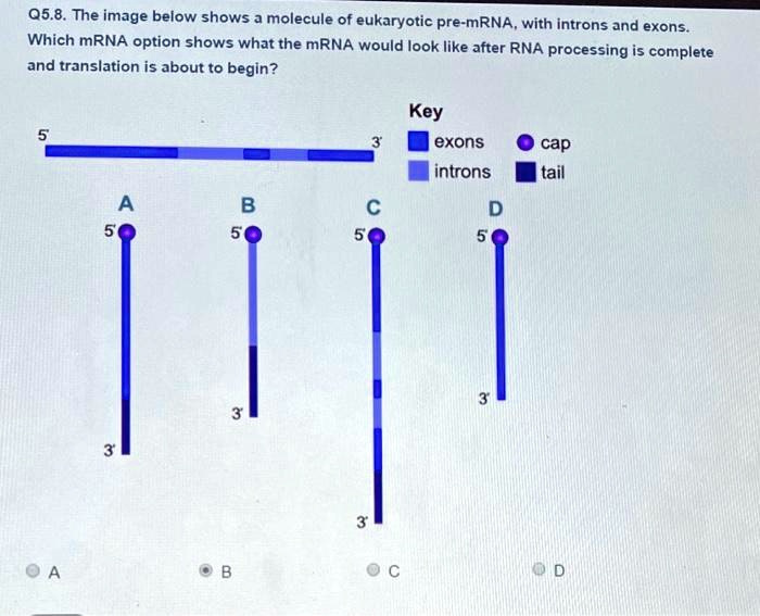 the image below shows a molecule of eukaryotic pre mrna with introns ...