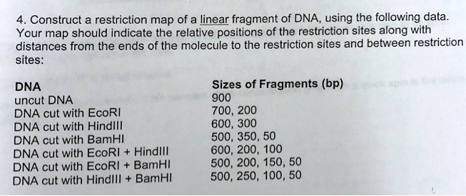 4. Construct a restriction map of a linear fragment of DNA, using the following data. Your map ...