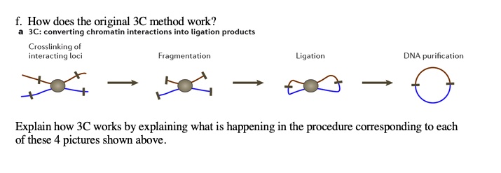 SOLVED:How does the original 3C method work? 3C: converting chromatin ...
