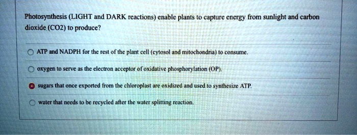 photosynthesis light and dark reactions enable plants capture energy ...