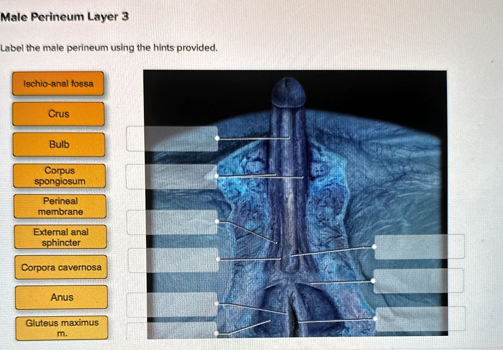 Male Perineum Layer 3 Label the male perineum using the hints provided. Ischio-anal fossa Crus ...