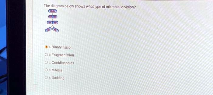 SOLVED: The diagram below shows what type of microbial division? a ...