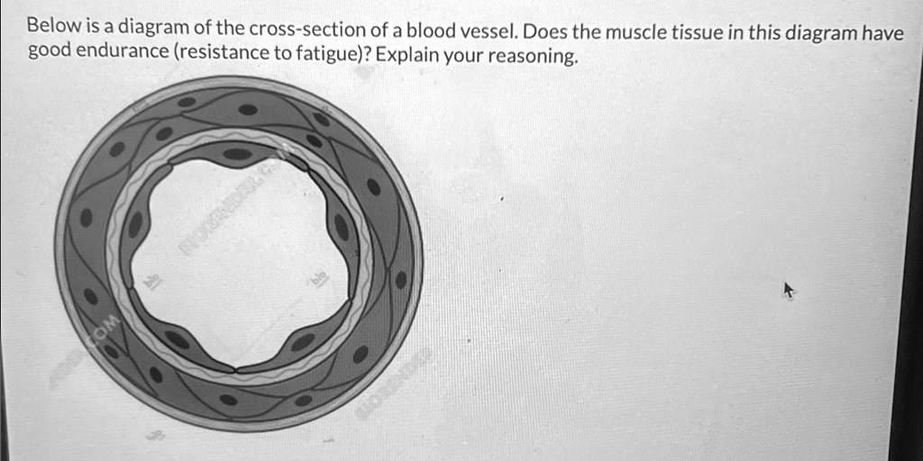 Below is a diagram of the cross-section of a blood vessel. Does the ...