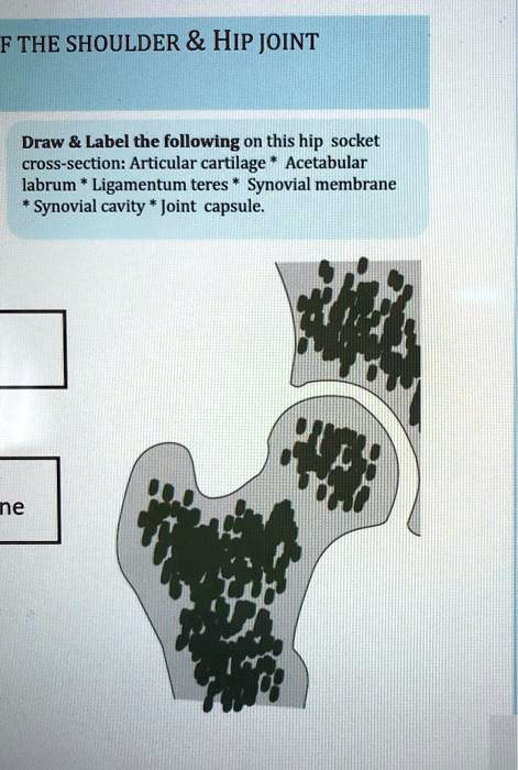 F THE SHOULDER HIP JOINT Draw Label the following on this hip socket ...