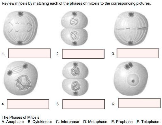 SOLVED: 'Review mitosis by matching each of the phases of mitosis to ...