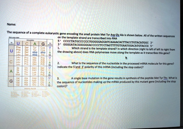 SOLVED: Name: The sequence of= complete eukaryotic gene encoding the sma protein Met TYr Arg Gly ...