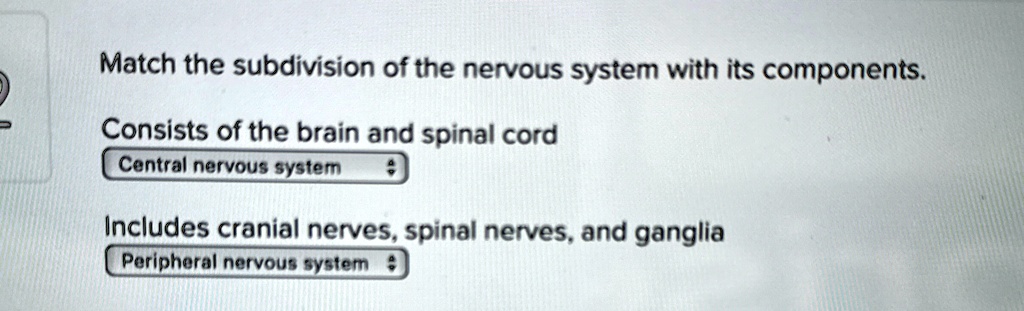 Match the subdivision of the nervous system with its components. Consists of the brain and ...